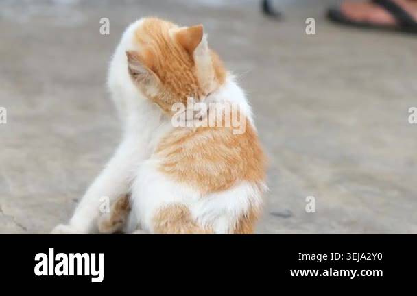 Orange and white cat sitting calmly on concrete floor. Urban street ...
