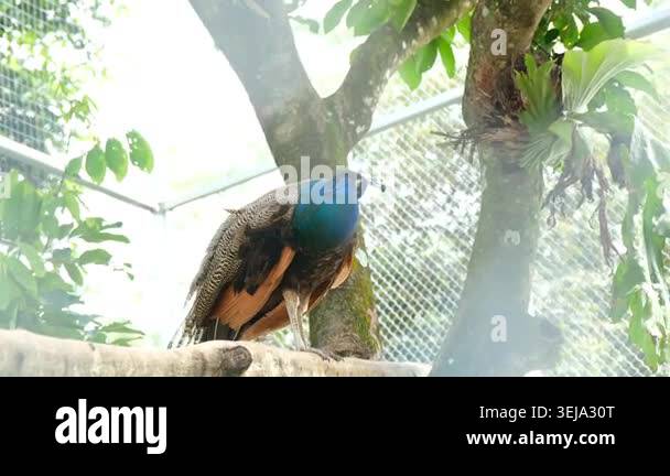 Colorful peacock perched on a tree branch in a natural environment ...