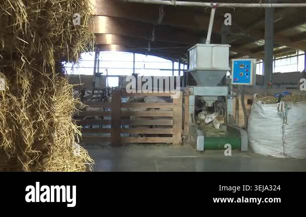 A modern farm barn interior shows sheep feeding from an automated ...