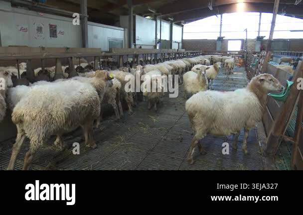 A large flock of woolly sheep are housed in a clean, modern barn. some ...