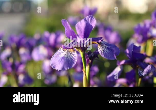 Close-up of a Beautiful Purple Iris Flower Blooming in the Garden Stock ...