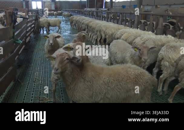 A video clip captures a flock of sheep inside a farm pen, showcasing ...