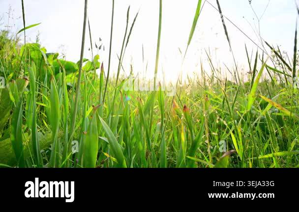 Summer time. Ground level shot of lush green grass in the rays of the ...