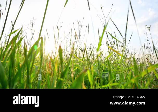 Summer time. Ground level shot of lush green grass in the rays of the ...