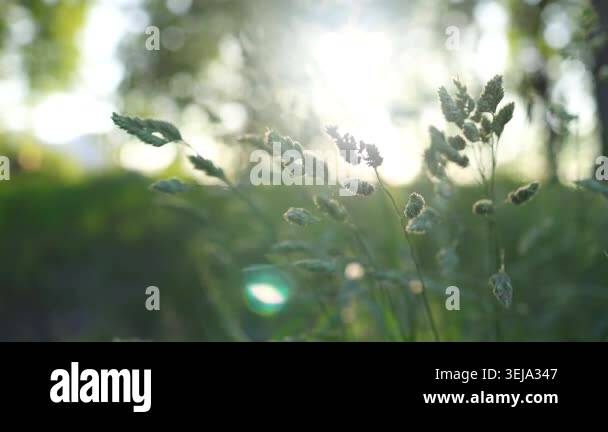 Tall green grasses sway gently in the wind, glistening under the ...