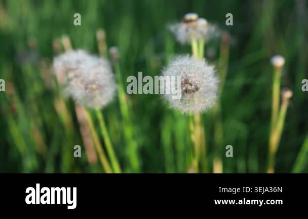 Seed heads of dandelions on sunny meadow. Dandelion seed heads blowing ...