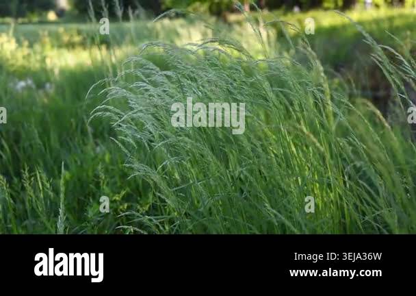 Tall green grasses sway gently in the wind, glistening under the ...