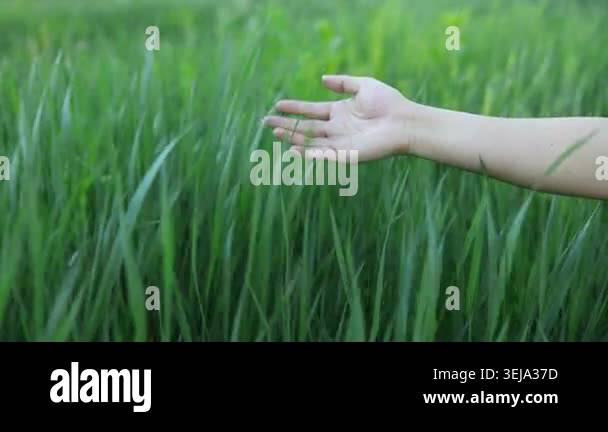 Touch of a female hand on soft grass in warm sunset light symbolizing ...