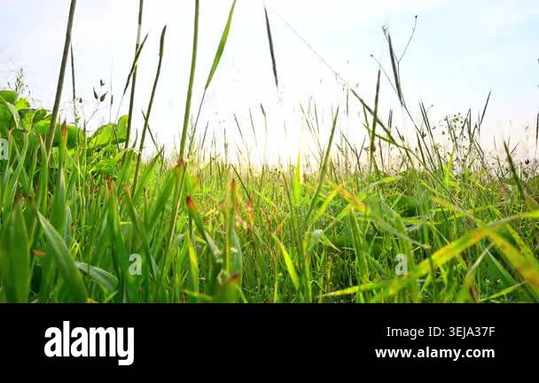 Summer time. Ground level shot of lush green grass in the rays of the ...