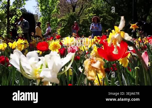 Diverse spring garden with narcissus and tulips in natural sunlight ...