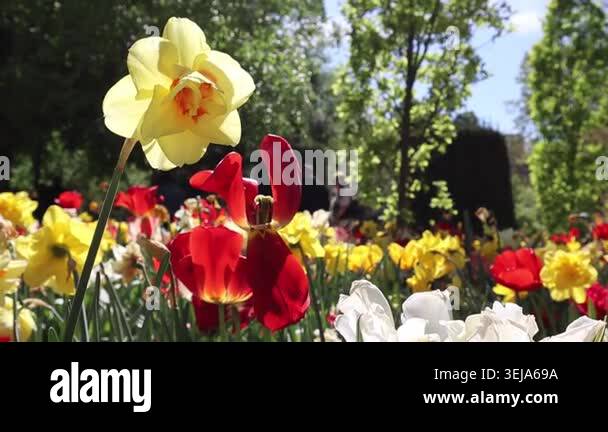 Diverse spring garden with narcissus and tulips in natural sunlight ...