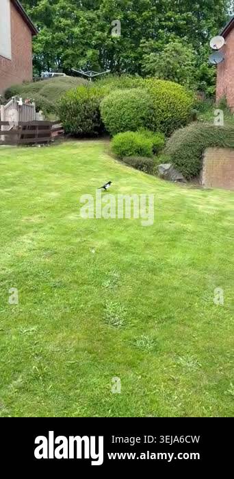 Magpie walking across a green lawn in front of residential houses in ...