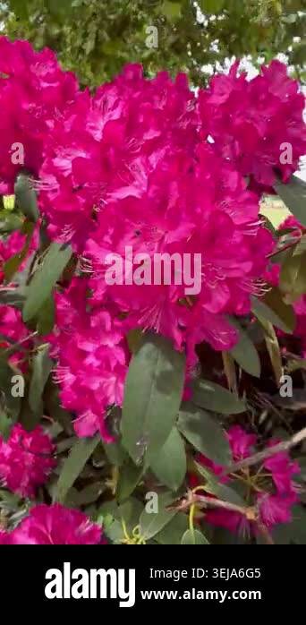 Flowering rhododendron bush with large pink blossoms in Perth Scotland ...