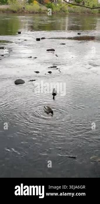 Calm wildlife video of feeding ducks on the River Tay in Perth ...