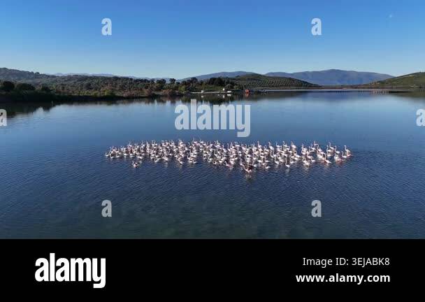 Peaceful aerial footage of pink flamingos gathering on calm lagoon ...