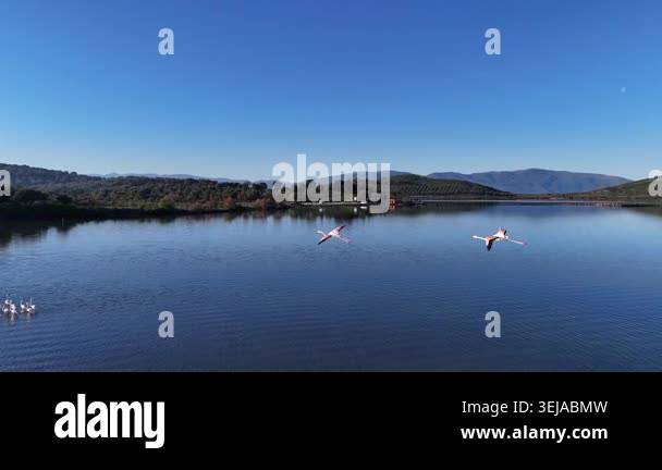 Aerial footage of a flock of flamingos flying over a peaceful lagoon ...