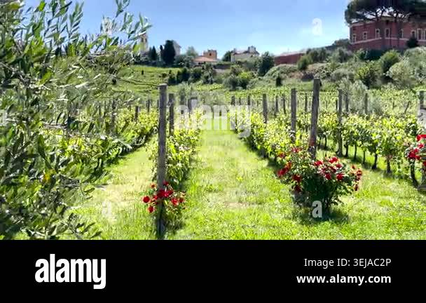 Wide panoramic view of lush vineyards with red roses and Italian ...