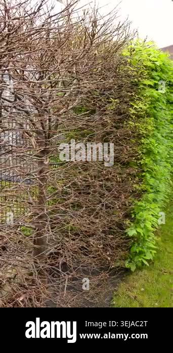 Hornbeam hedge shows significant contrast between lush green foliage ...