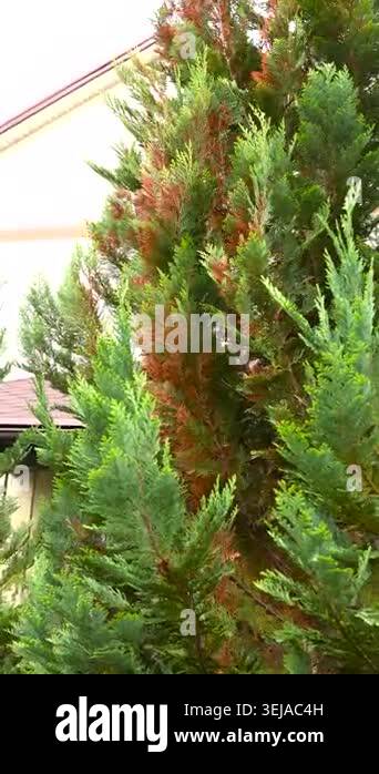 Vertical video showing cypress tree with brown dry branches inside ...