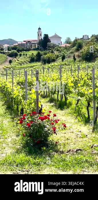 Scenic vineyard landscape with blooming red roses and Italian village ...