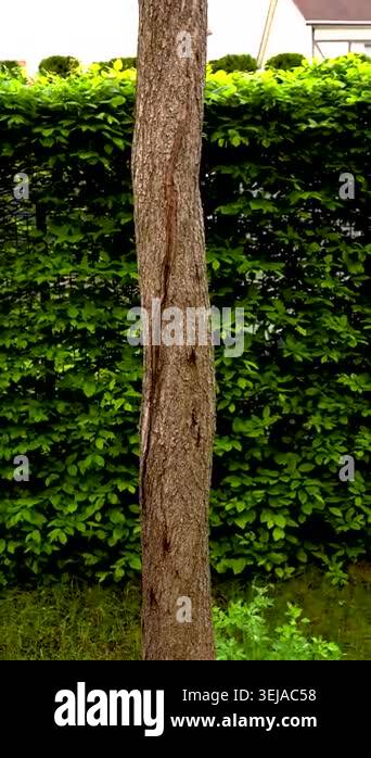 Vertical video showing textured tree bark with long vertical scar or ...