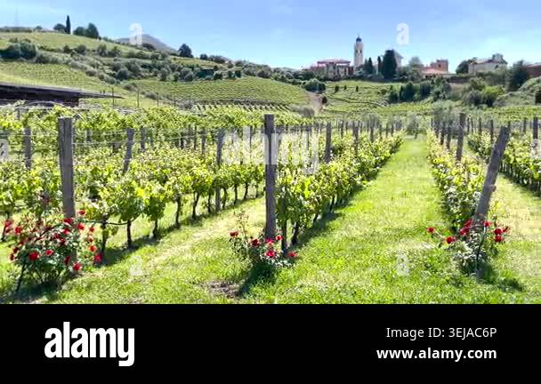 Wide panoramic view of lush vineyards with red roses and Italian ...