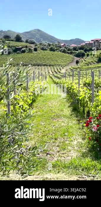 Wide panoramic view of lush vineyards with red roses and Italian ...