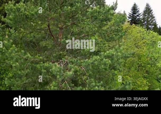 Aerial fly-up view of green pine tree branches swaying in the wind ...
