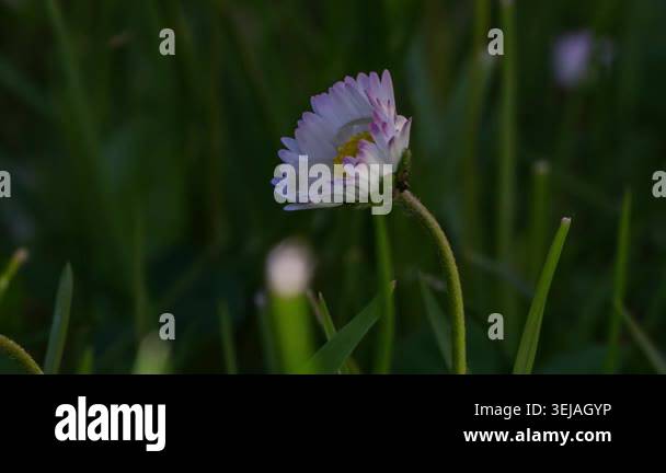 Close-up time-lapse of a white daisy flower blooming in fresh spring ...