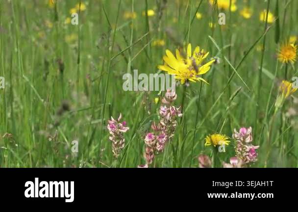 Beautiful wild flowers blooming across a green alpine meadow in summer ...