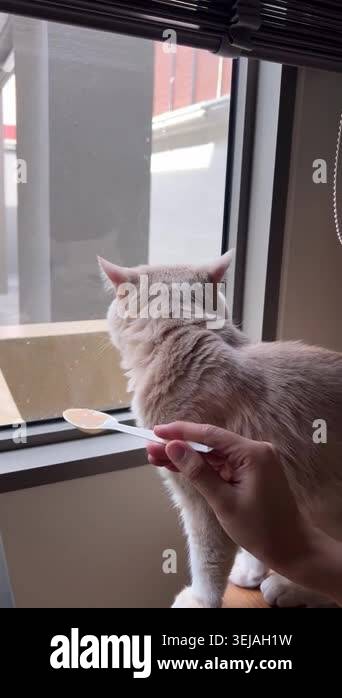 Owner filming daily vlog using smartphone while curious cute fluffy ...