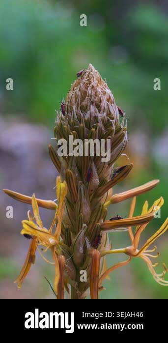 Vertical shot. Close-up of a yellow flower with beetles. Macro ...