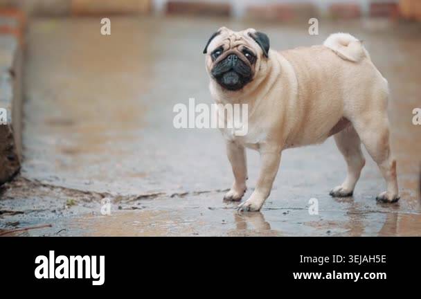 Cute pug barking and walking around wet backyard outdoors after rain in ...