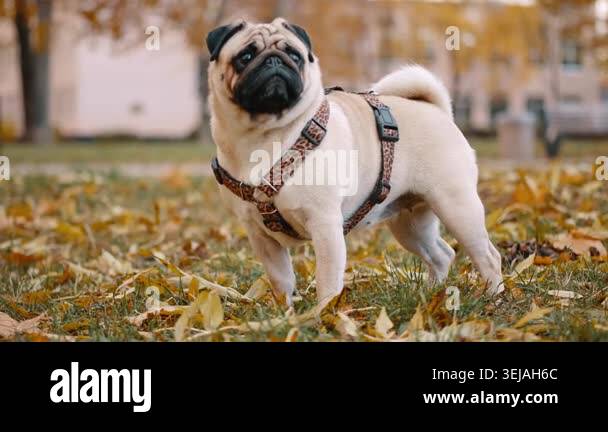 Small pug dog wearing harness walking on grass covered with autumn ...