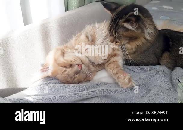 Two cute Maine Coon kittens lie on a gray fleece blanket in the sun's ...
