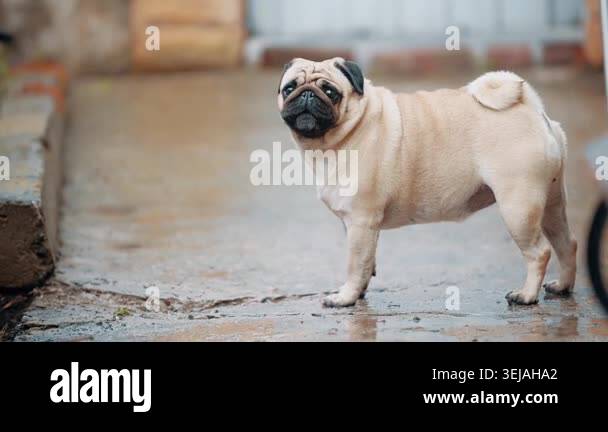 Cute pug barking and walking around wet backyard outdoors after rain in ...