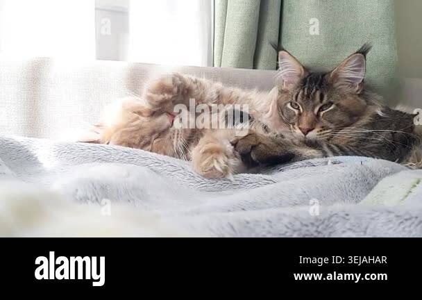 Two cute Maine Coon kittens sleep on a gray fleece blanket in the ...