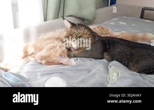 Two cute Maine Coon kittens lie on a gray fleece blanket in the sun's ...