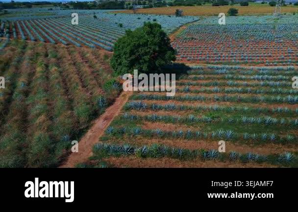 Cinematic Aerial Drone Push In View of Vast Blue Agave Fields and ...