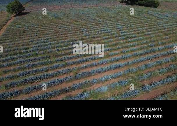 Cinematic Aerial Drone Push In View of Vast Blue Agave Fields and ...