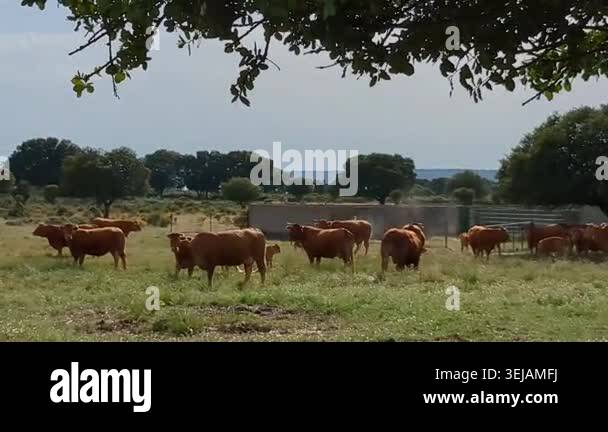 Cows Grazing in Salamanca Meadow with Oak Trees Looking at Camera ...