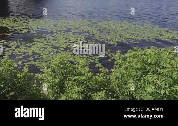 Light ripples on the river sway the green leaves of the water lilies ...