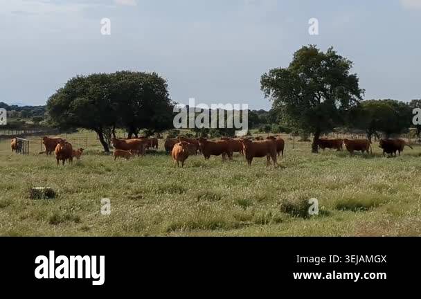 Cows Grazing in Salamanca Meadow with Oak Trees Looking at Camera ...