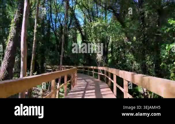 Moving along a scenic wooden boardwalk winding through a dense green ...