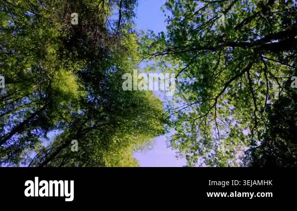 Tall forest trees reach toward the heavens creating a natural frame of ...