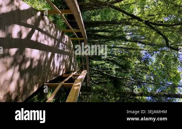 A wooden pedestrian walkway winds through a dense green forest with ...
