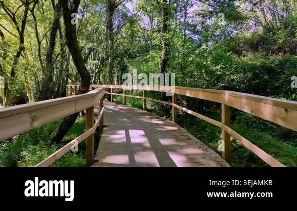 A scenic wooden walkway winds through a dense forest in Santa Maria da ...