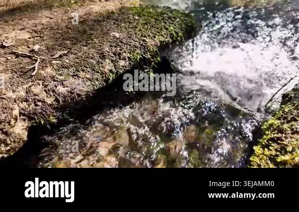 Sunlight filters through the trees to illuminate clear water rushing ...