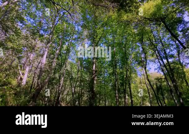 A tilt down shot captures the serene atmosphere of a dense green forest ...