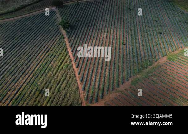 Cinematic Aerial Drone Push In View of Vast Blue Agave Fields and ...